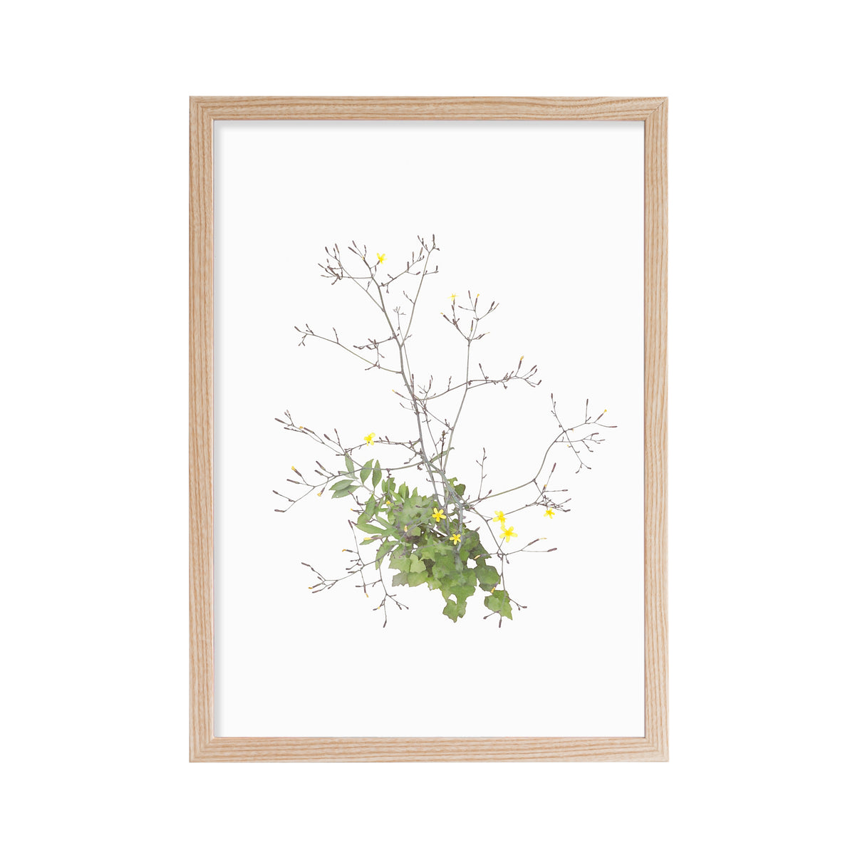 Wall Lettuce Print – Manchester Museum
