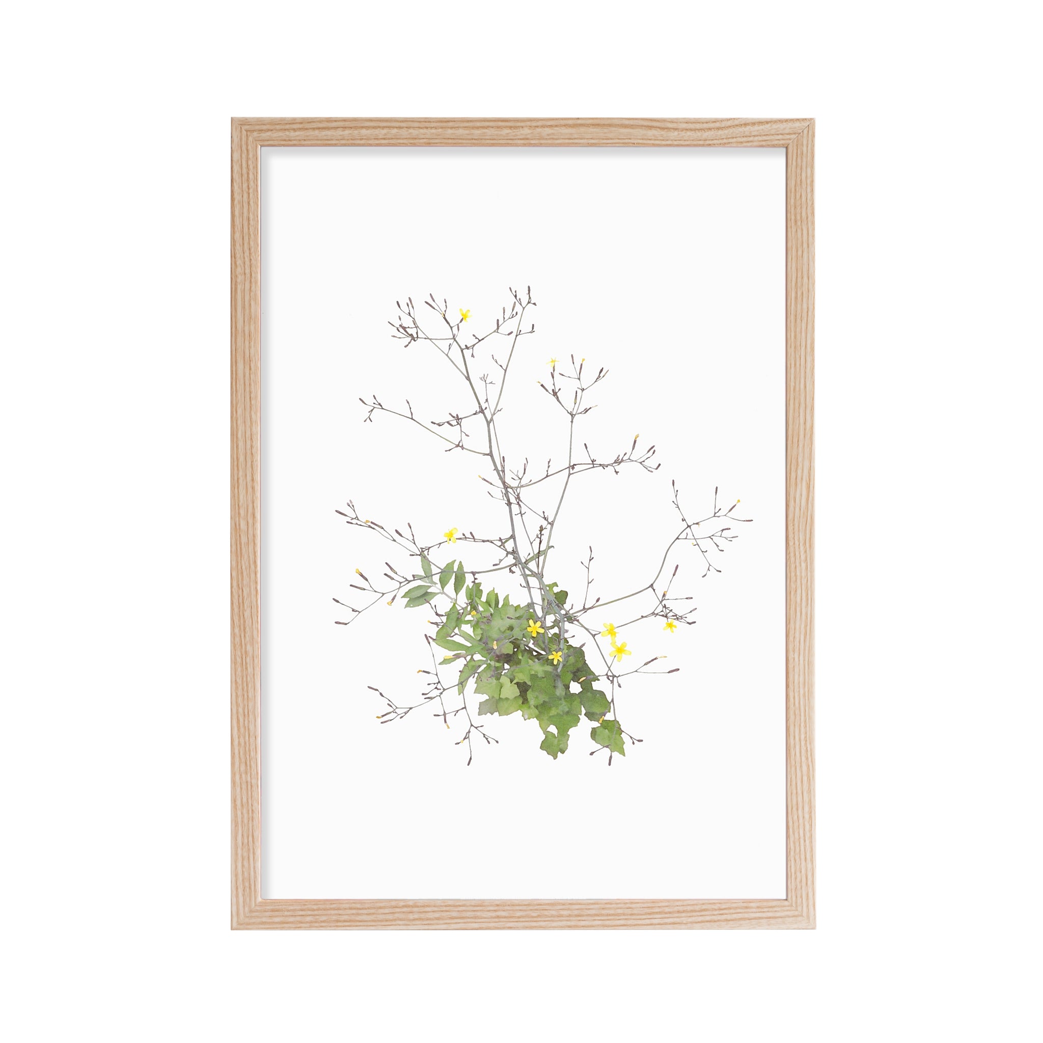 Wall Lettuce Print – Manchester Museum