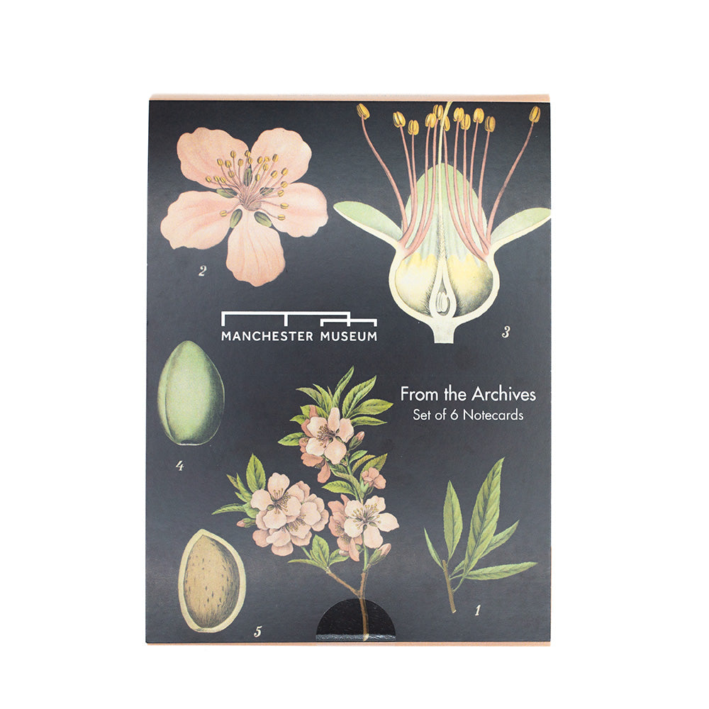 Set of 6 Botanical Notecards – Manchester Museum